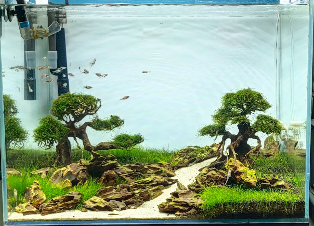 Home - Sagar Aquarium